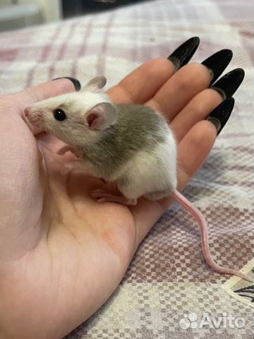 Мастомисы, мышки декоративные