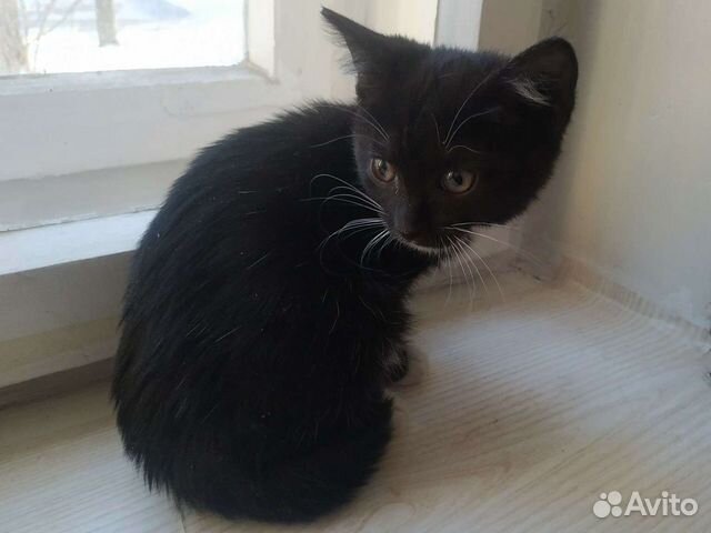 Двухмесячный маленький котенок девочка