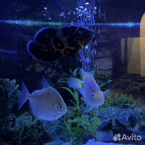 Аквариумные рыбки