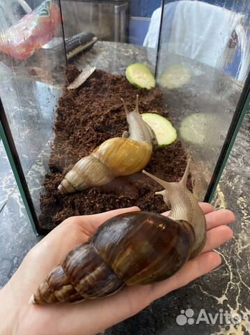 Улитки Ахатины + аквариум 20 литров