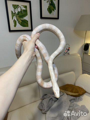 Маисовый полоз