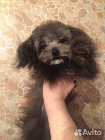 Супер мини мальтипу