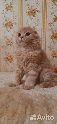Котенок хайленд фолд