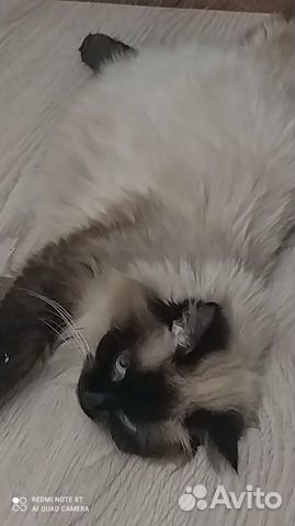 Невская маскарадная