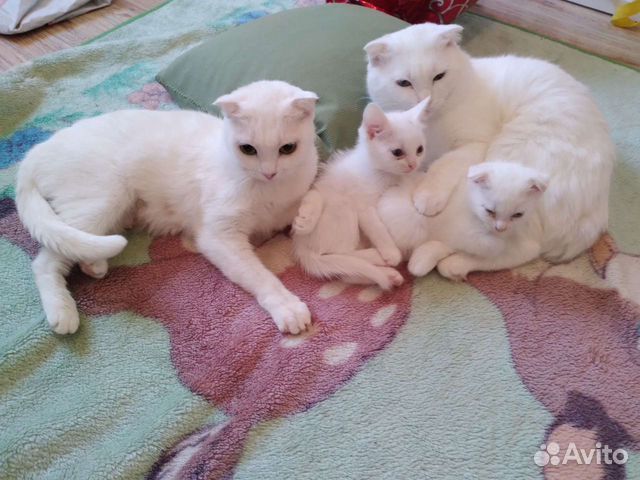 Британци альбиносы