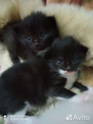 Кошки в добрые руки