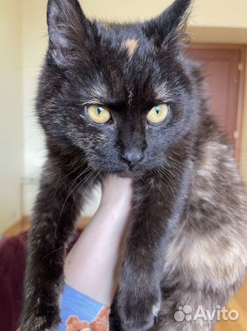 Кошка