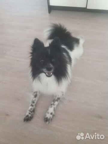 Шпиц немецкий 2года