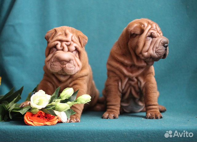 Щенки шар-пей, очаровательные бегемотики