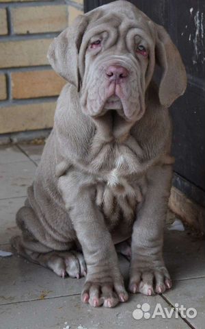 Мастино Питомник Щенки