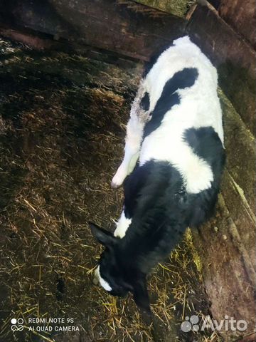 Домашный бычок