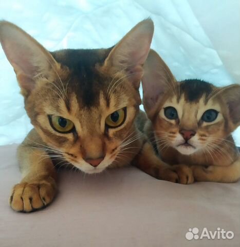 Абиссинские котята