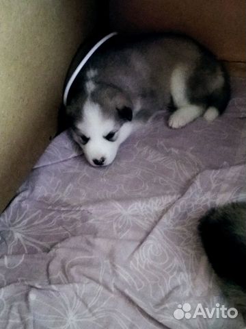 Продам щенков хаски