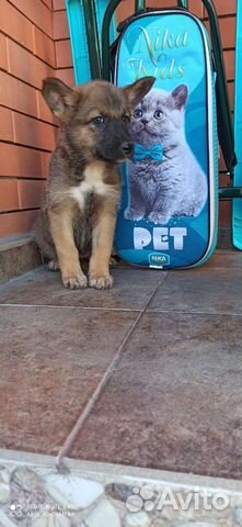 Овчарка/ хаски