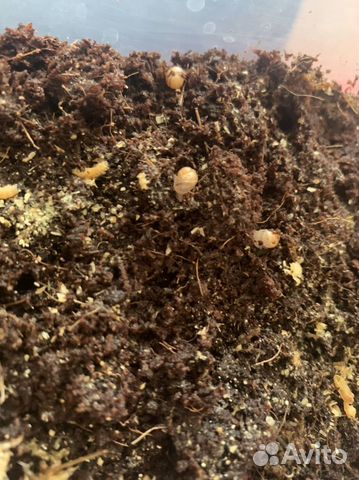 Ахатинские улитки