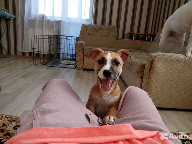 Пристраивается щенок