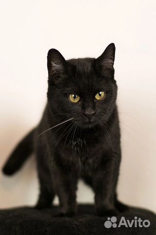 Кошка Белый ус ищет хозяина