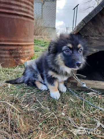 Щенок в добрые руки, девочка, 3 месяца, звонкая