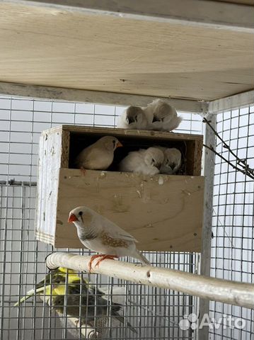 Амадины оптом