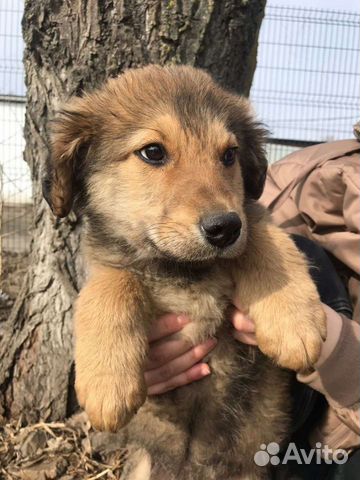 Собаки бесплатно в добрые руки щенки