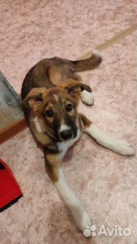 Собака дворняжка девочка