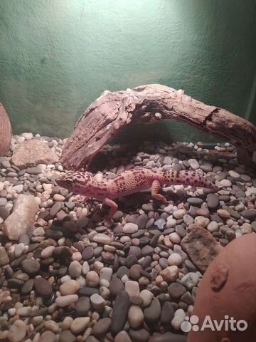 Эублефар пятнистый