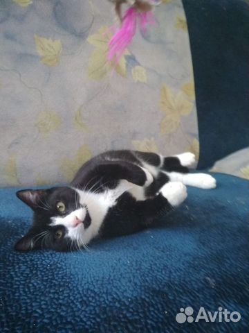 Молодой котик Феликс