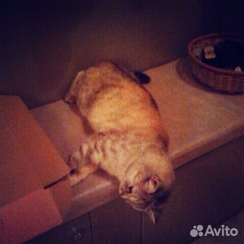 Британская кошка в дар