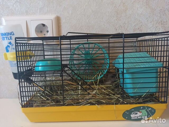 Хомячок с клеткой