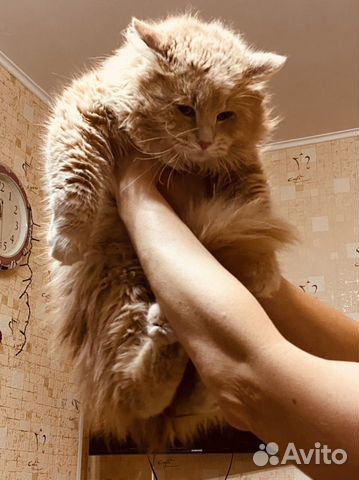 Оскар невероятный ищет дом