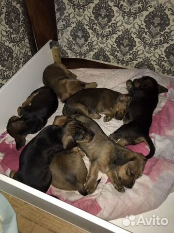 Щенки таксы