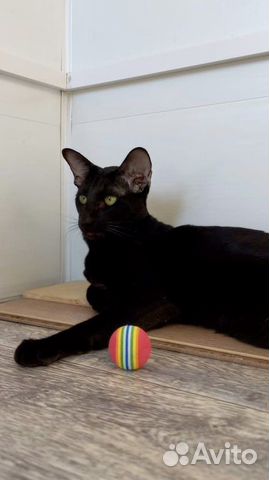 Восточный красавец