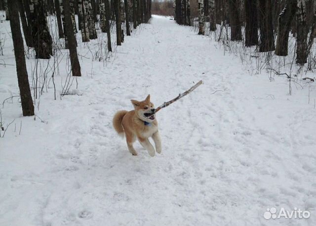 Щенок Японской Акиты