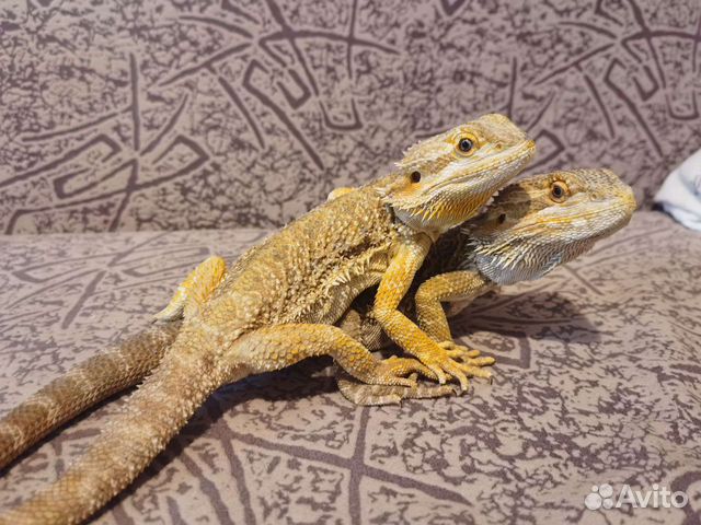 Пара бородатой агамы с террариумом
