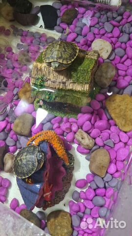 Две красноухие черепахи бесплатно