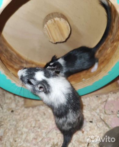 Малыши монгольские песчанки