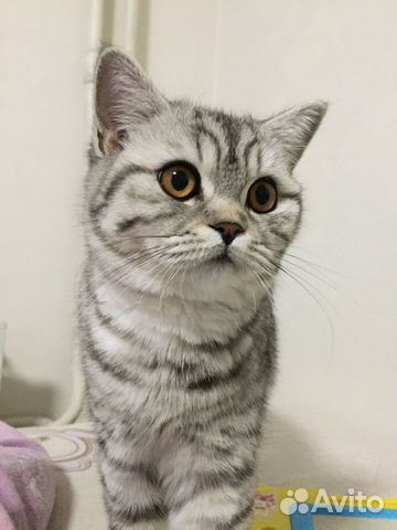 Шотландская кошка вязка