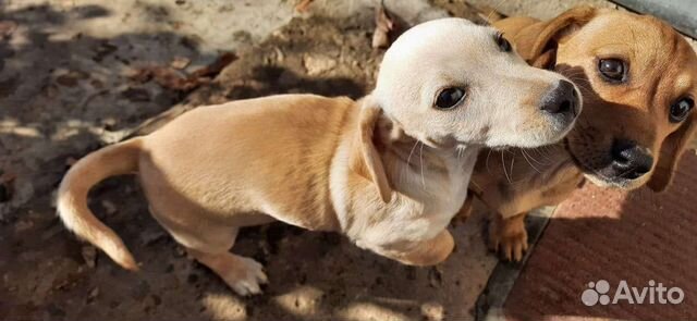 Отдам в добрые руки девочку таксу(белая)