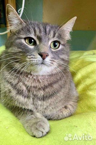 Котодети из приюта ищут своих родителей