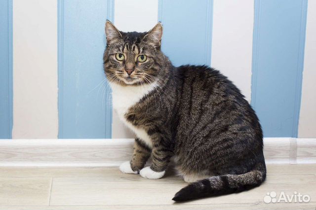 Кошка ласковая в добрые руки