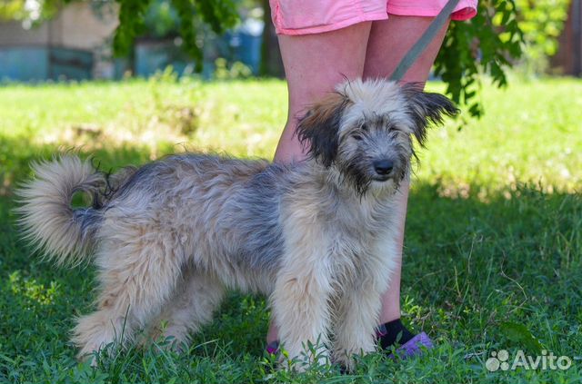 Пушистая небольшая собачка в хорошие руки