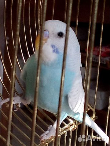 Продаю волнистого попугая