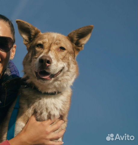 Добрая девочка Стелла ждёт хозяина