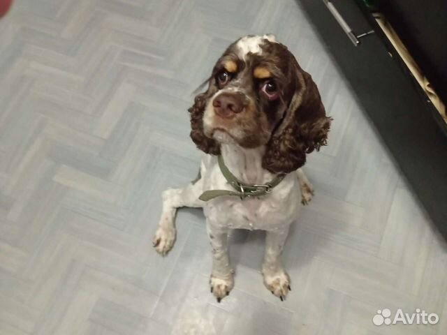 Американский коккер спаниель