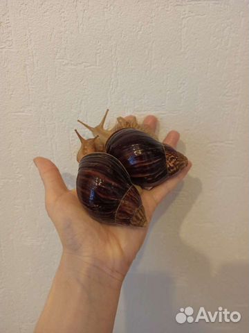 Домашние улитки ахатины