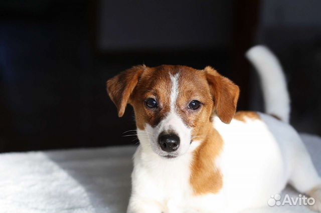 Гладкошерстная мальчик Джек Рассел Крепыш