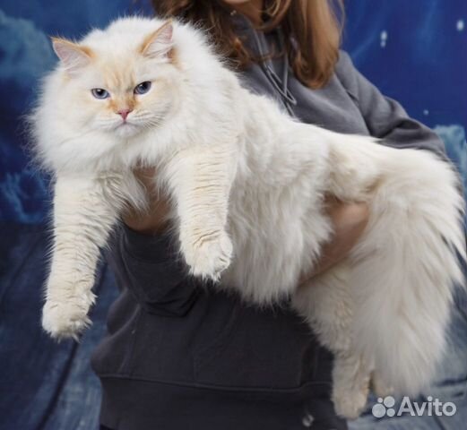 Невская маскарадная