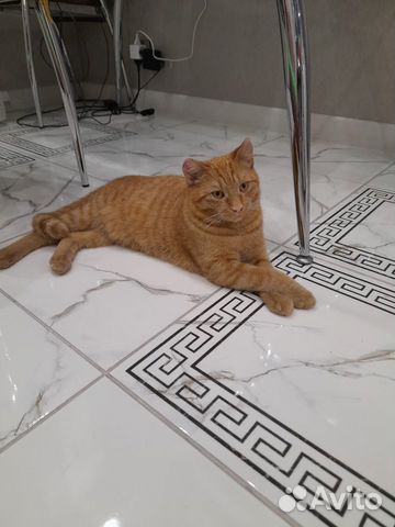 Кот