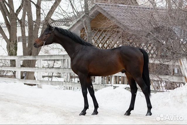 Арабский жеребец
