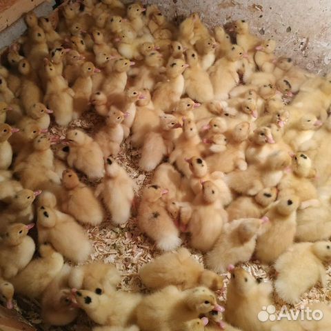 Утята муларды
